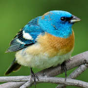 Lazuli Bunting