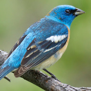 Lazuli Bunting
