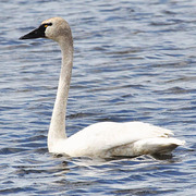 Tundra Swan